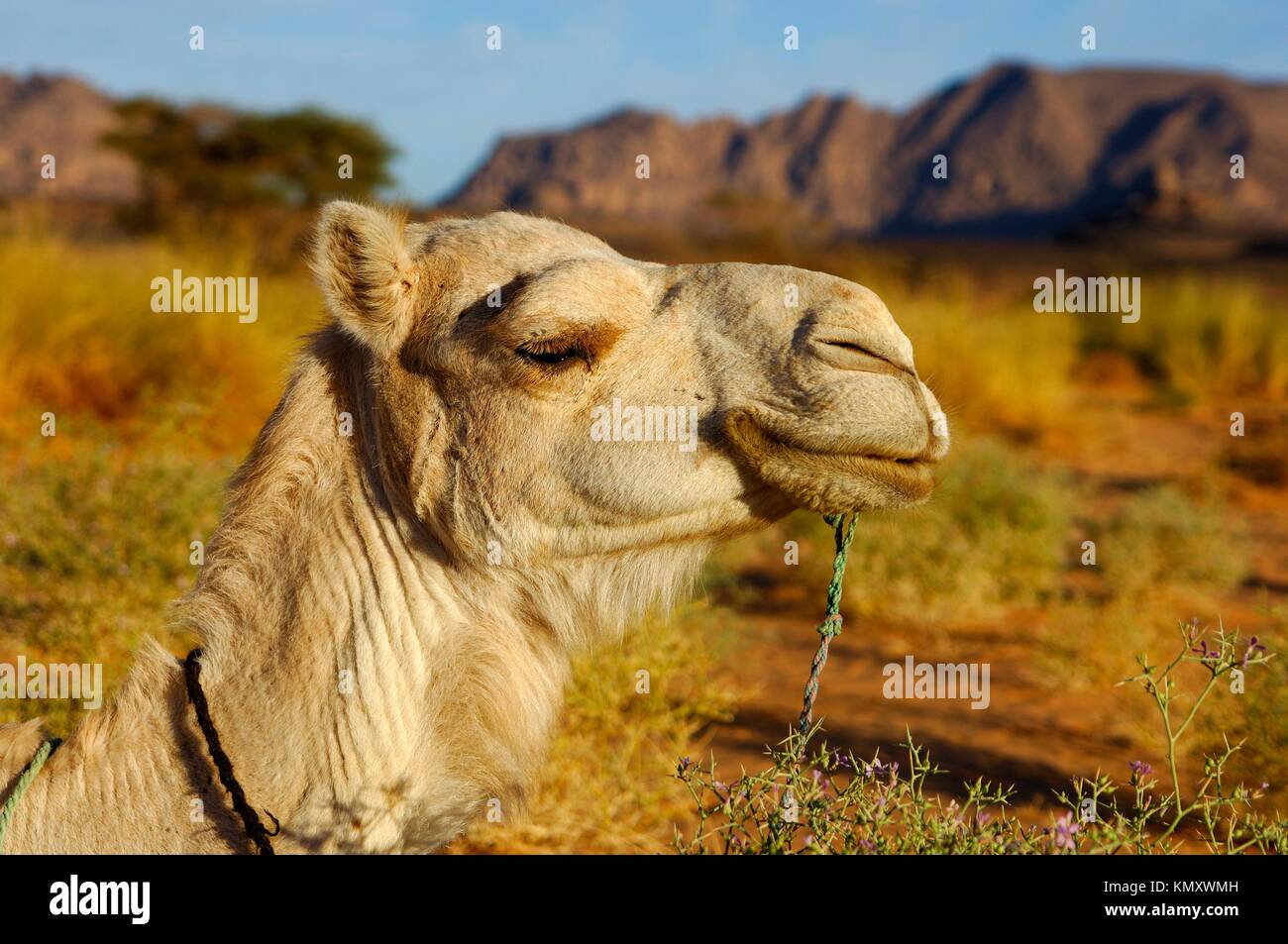 Libya tuareg camel africa desert hi-res stock photography and images ...