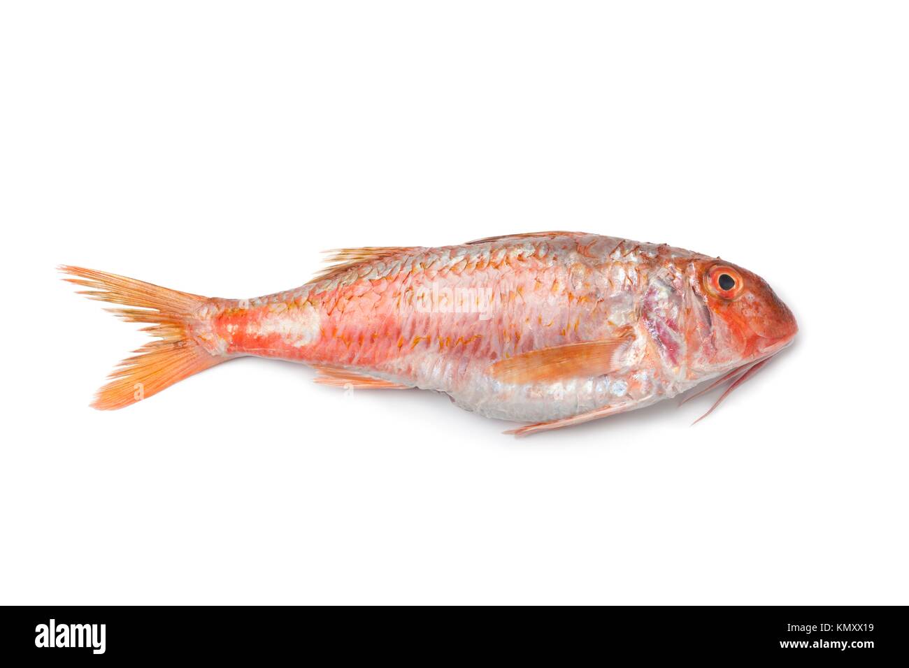 Mullet Living High Resolution Stock Photography and Images - Alamy