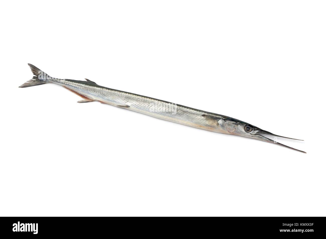 Fresh raw garfish on white background Stock Photo - Alamy