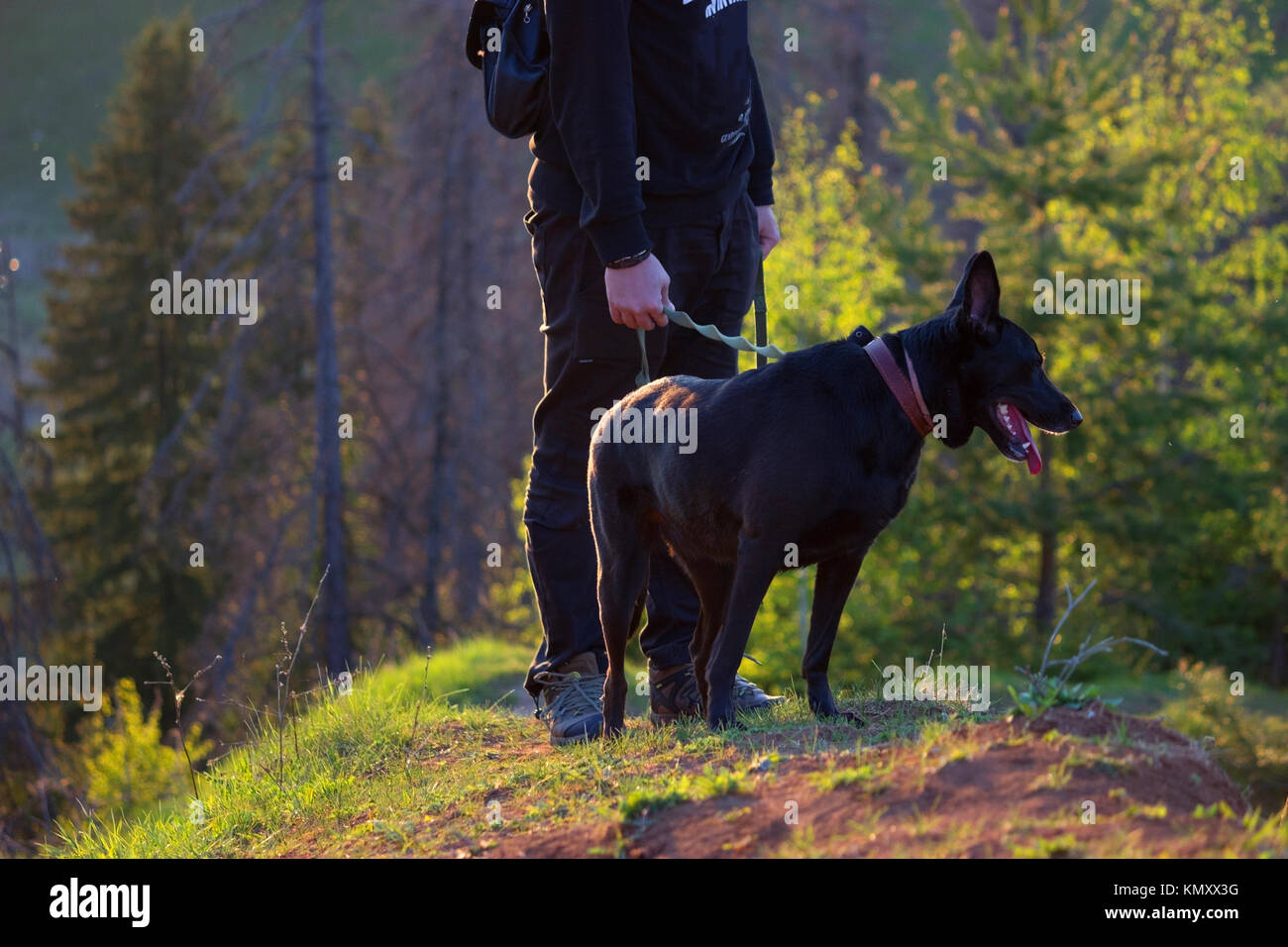 men and his dog with collar and leash Stock Photo - Alamy