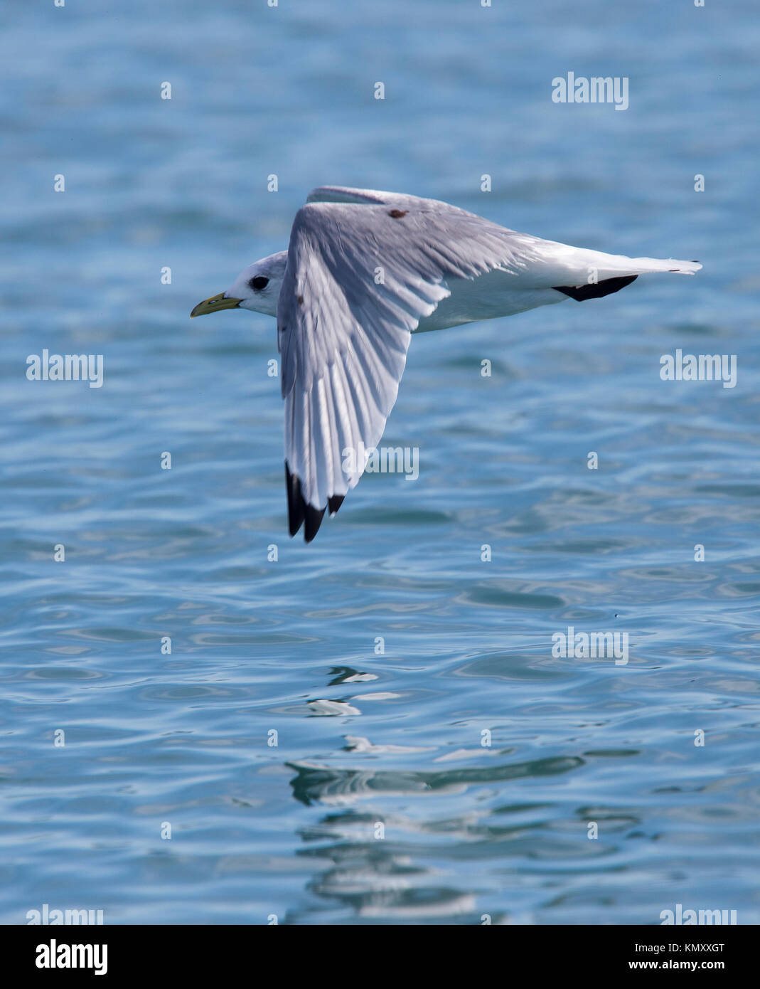 Kittiwake in flight over sea hi-res stock photography and images - Alamy