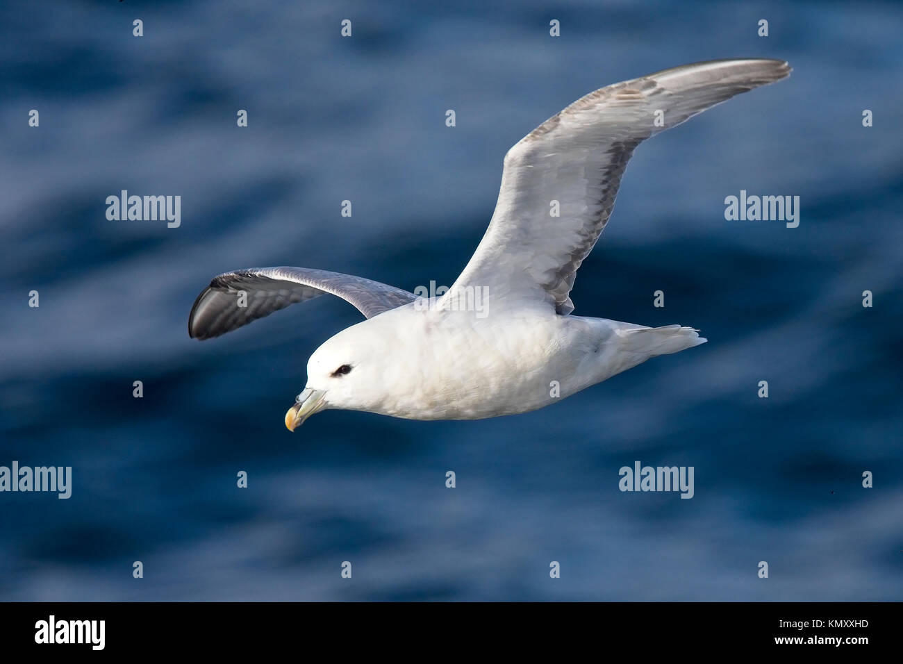 Northern Fulmar (Fulmarus glacialis) flying over the sea off Iceland ...