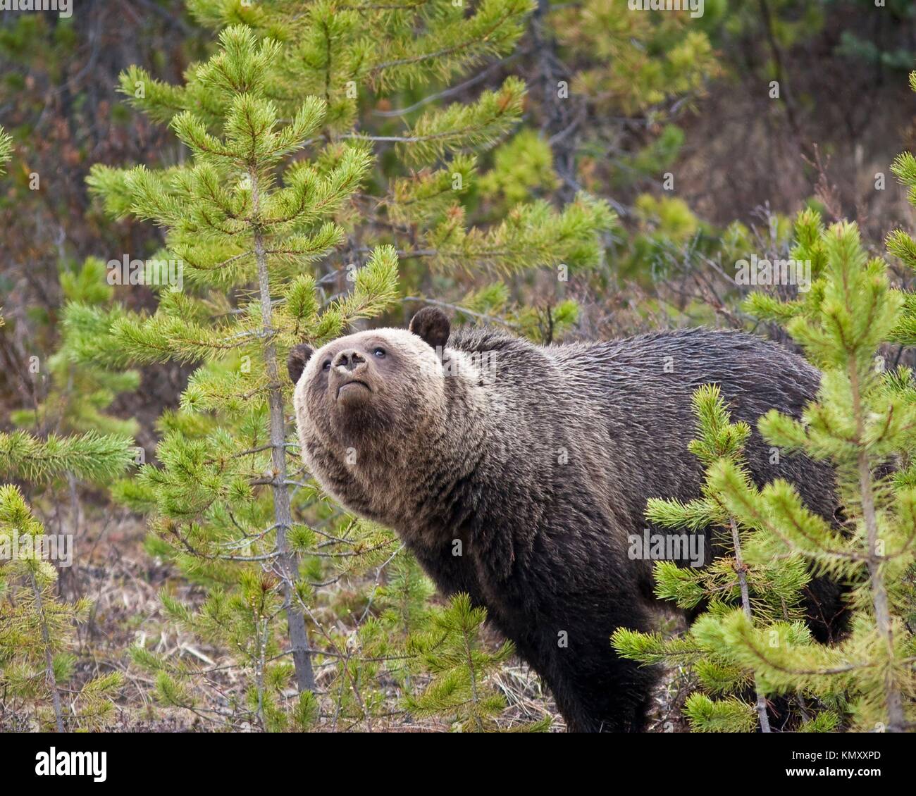 Grizzly bear in Banff national park Stock Photo - Alamy