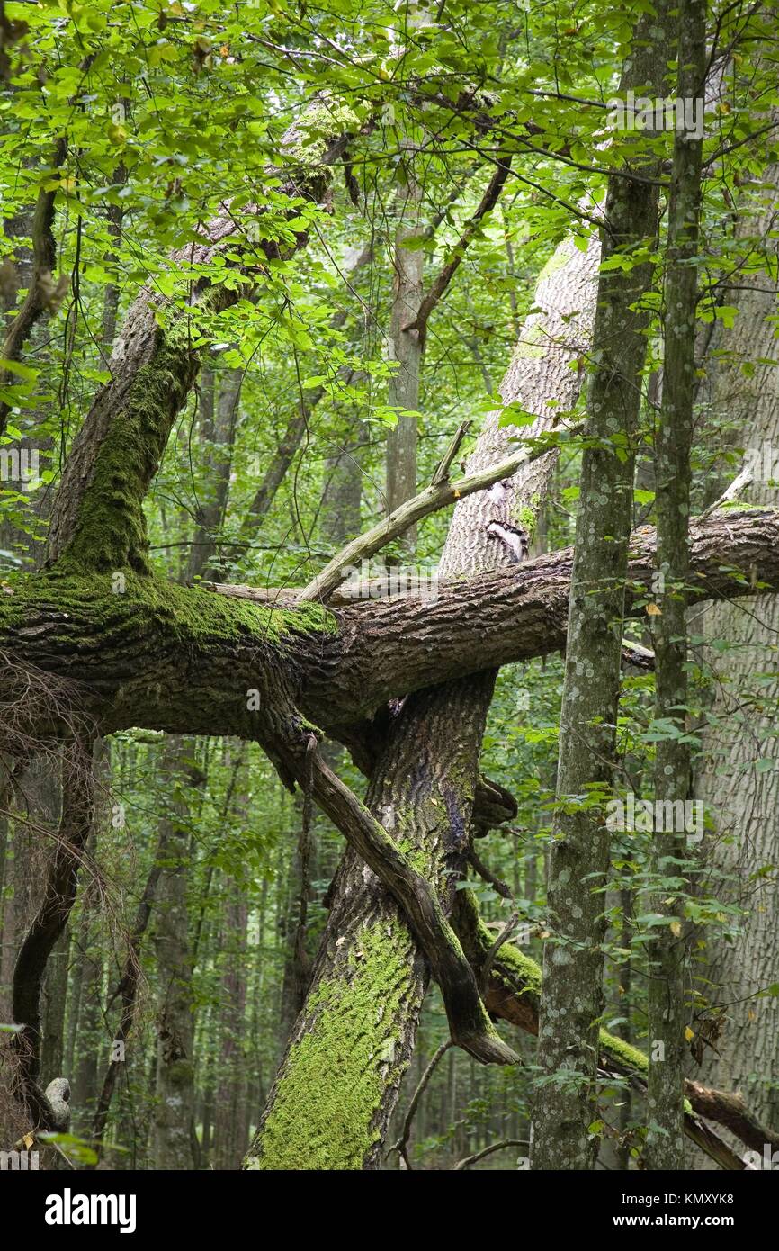 Living inside tree trunk hi-res stock photography and images - Alamy