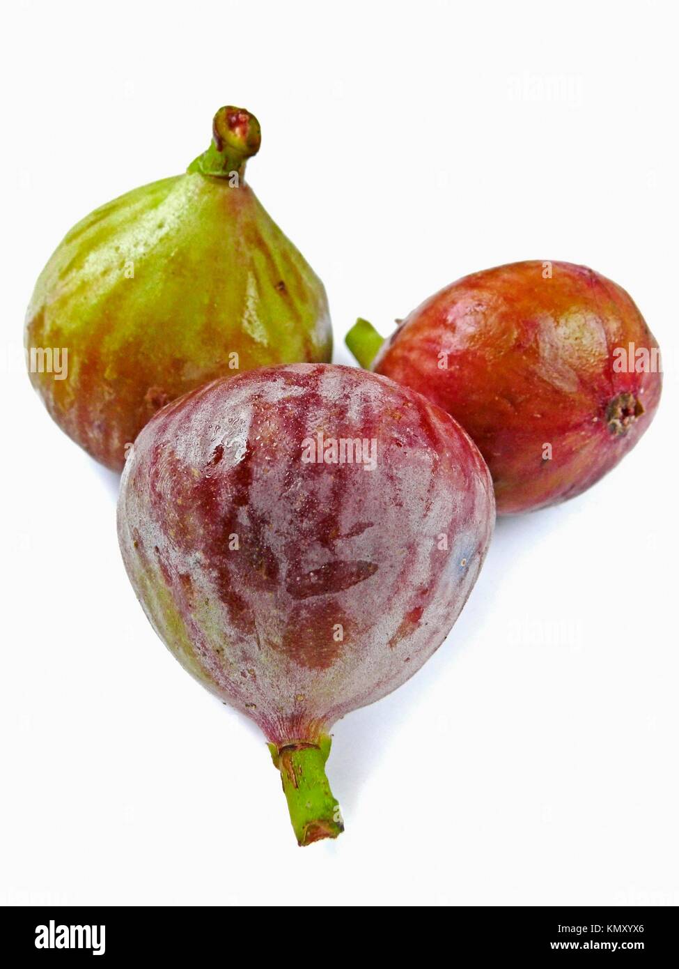 Moraceae High Resolution Stock Photography and Images - Alamy