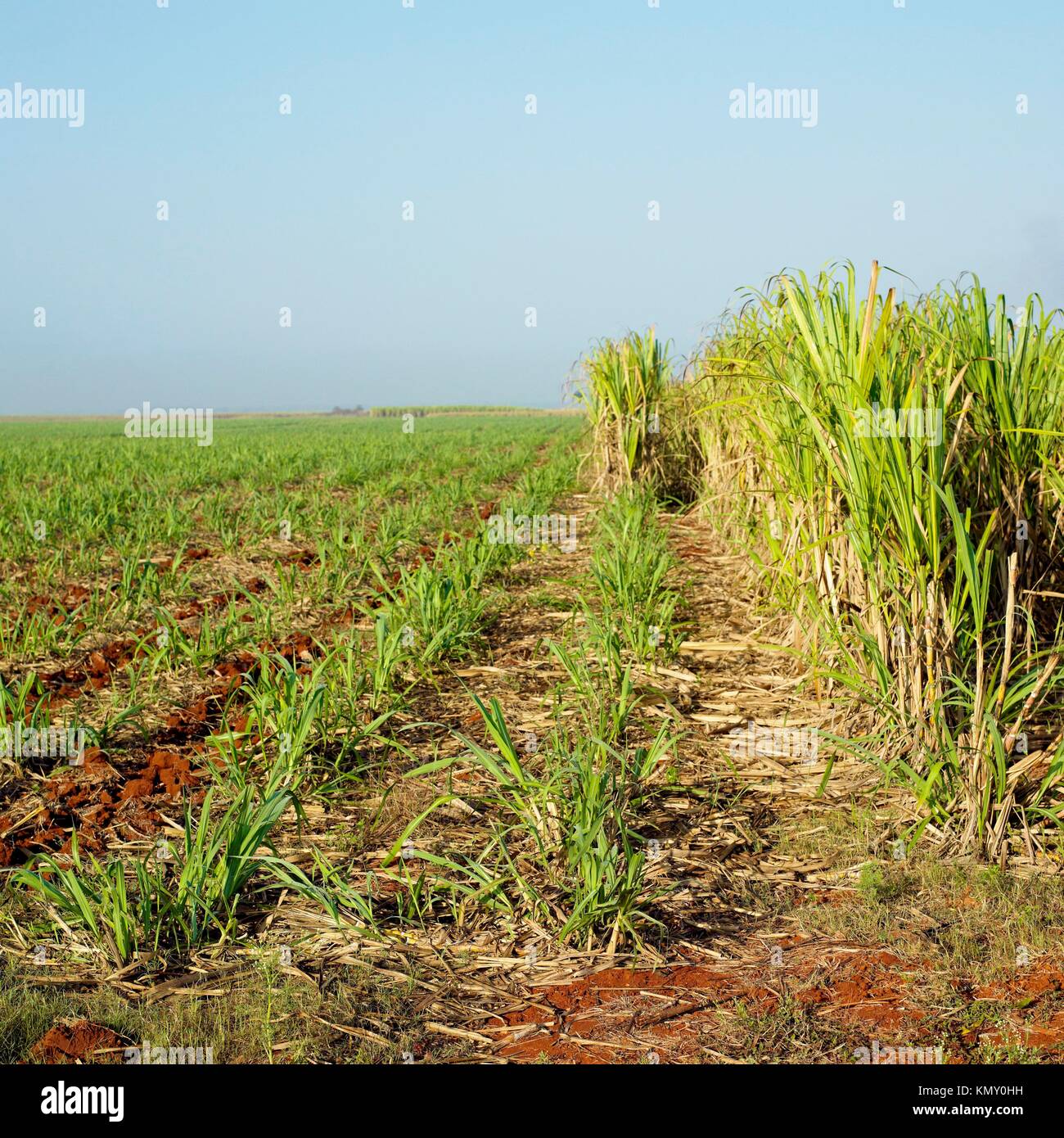 Cuba Sugar Field Stock Photos & Cuba Sugar Field Stock Images - Alamy