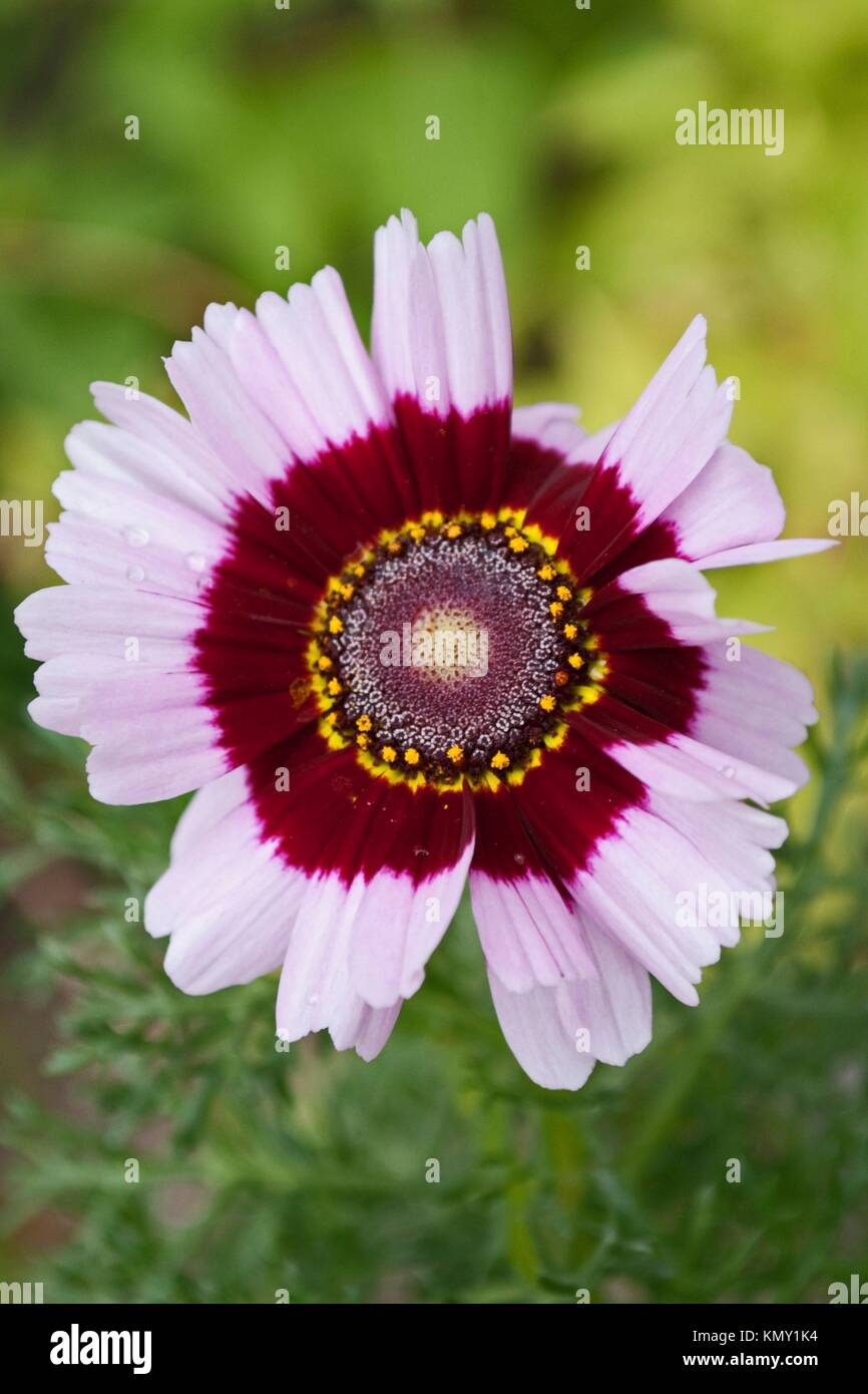 Tricolor Daisy High Resolution Stock Photography and Images - Alamy