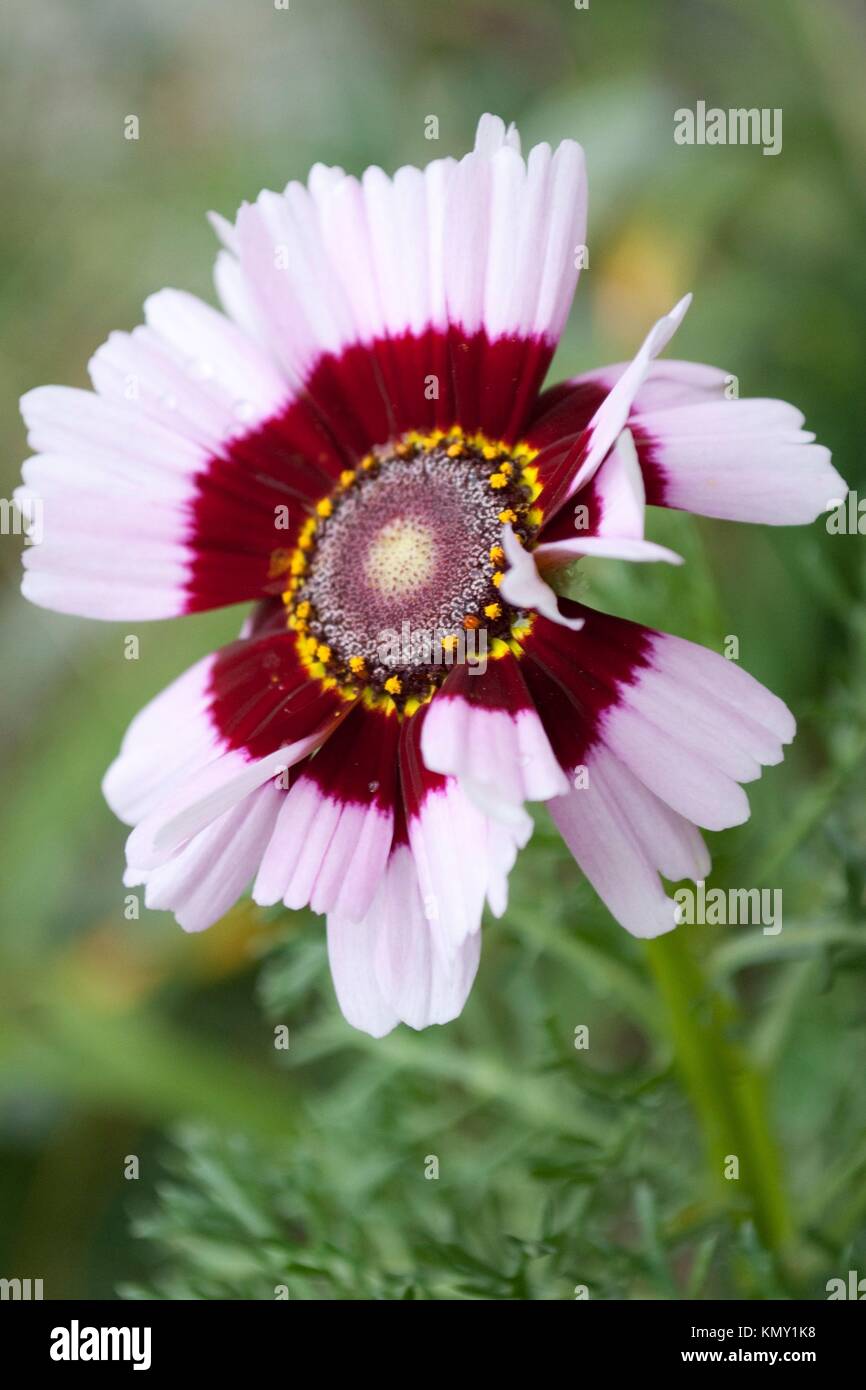 Tricolor Daisy High Resolution Stock Photography and Images - Alamy