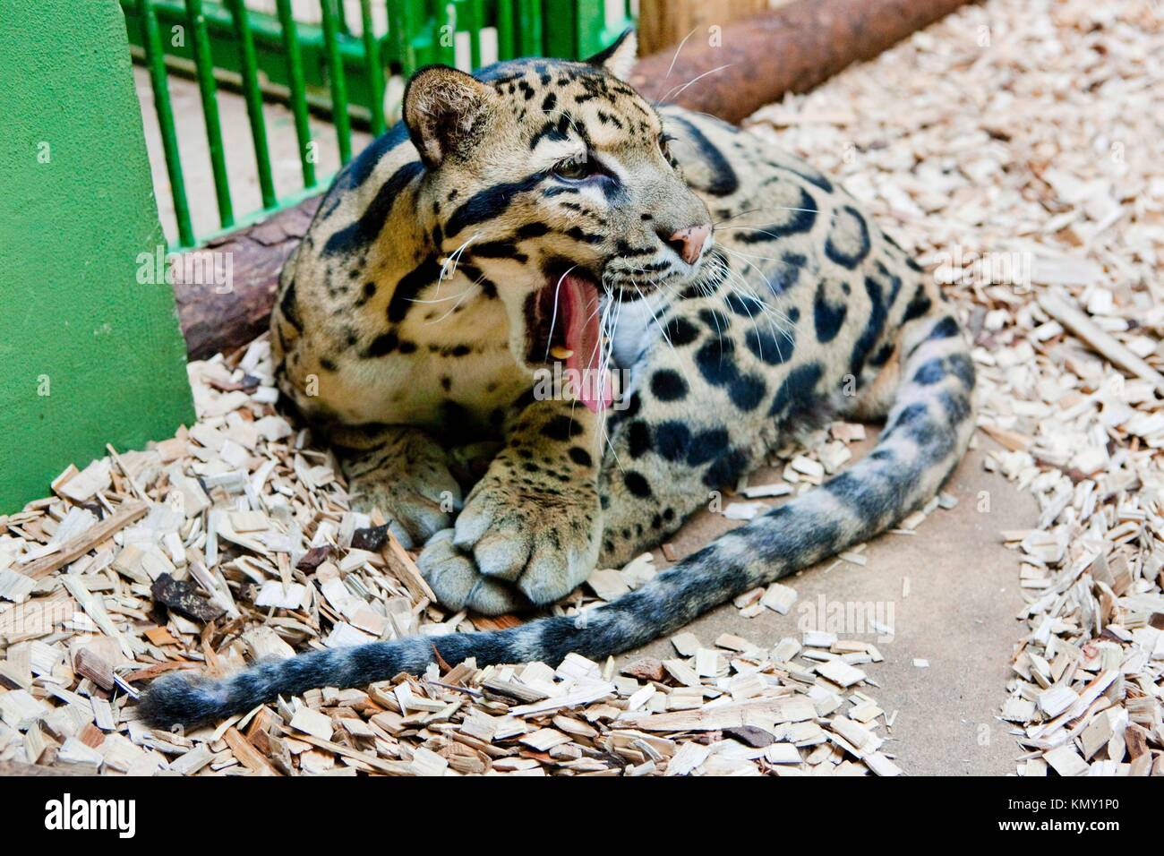 Clouded Leopard Neofelis Nebulosa Zoo High Resolution Stock Photography ...