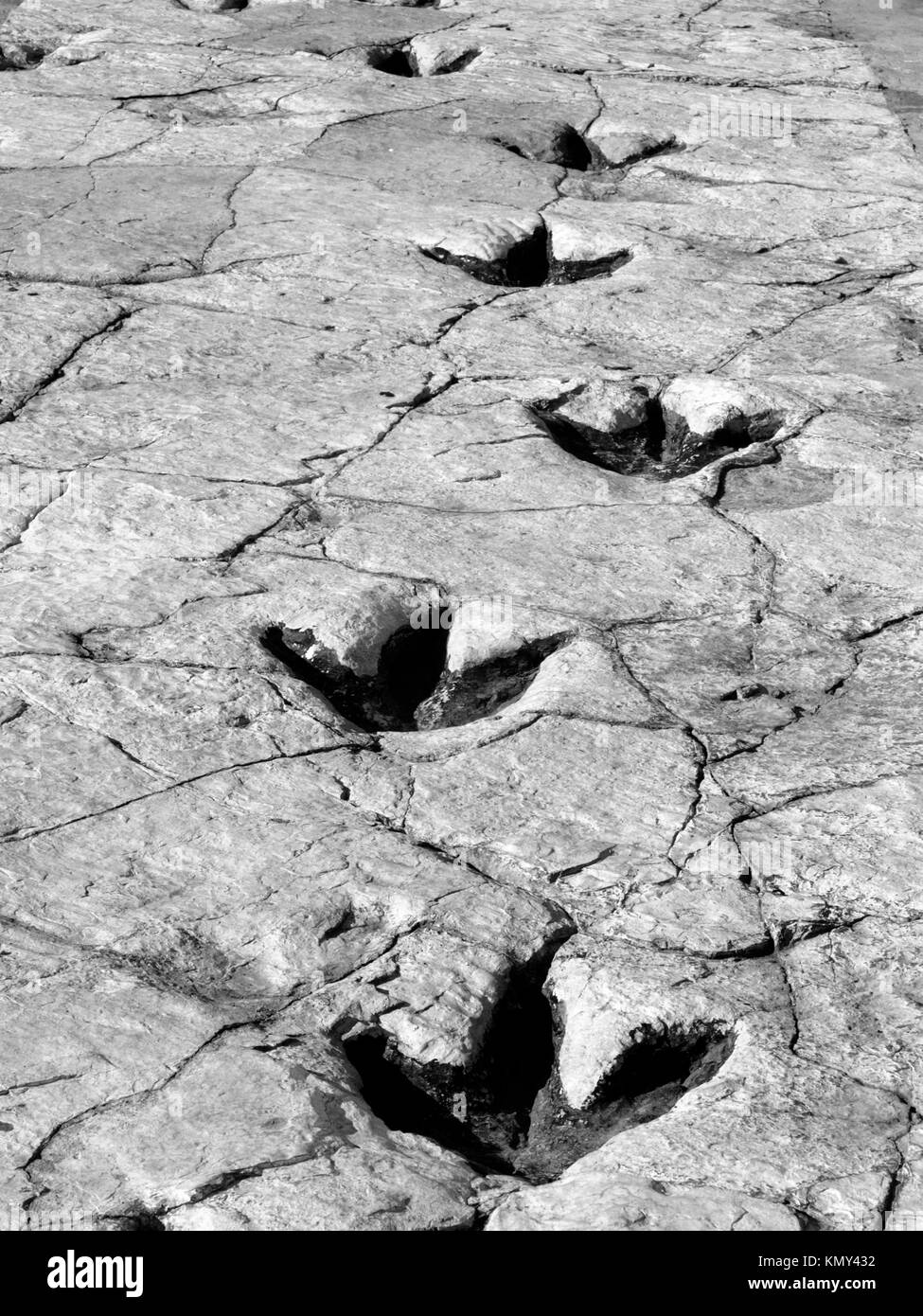 Dinosaur footprint fossil Black and White Stock Photos & Images - Alamy
