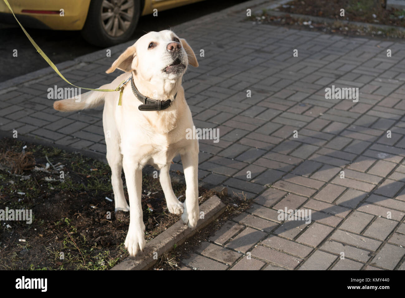 White labrador on a leash, bark Stock Photo - Alamy