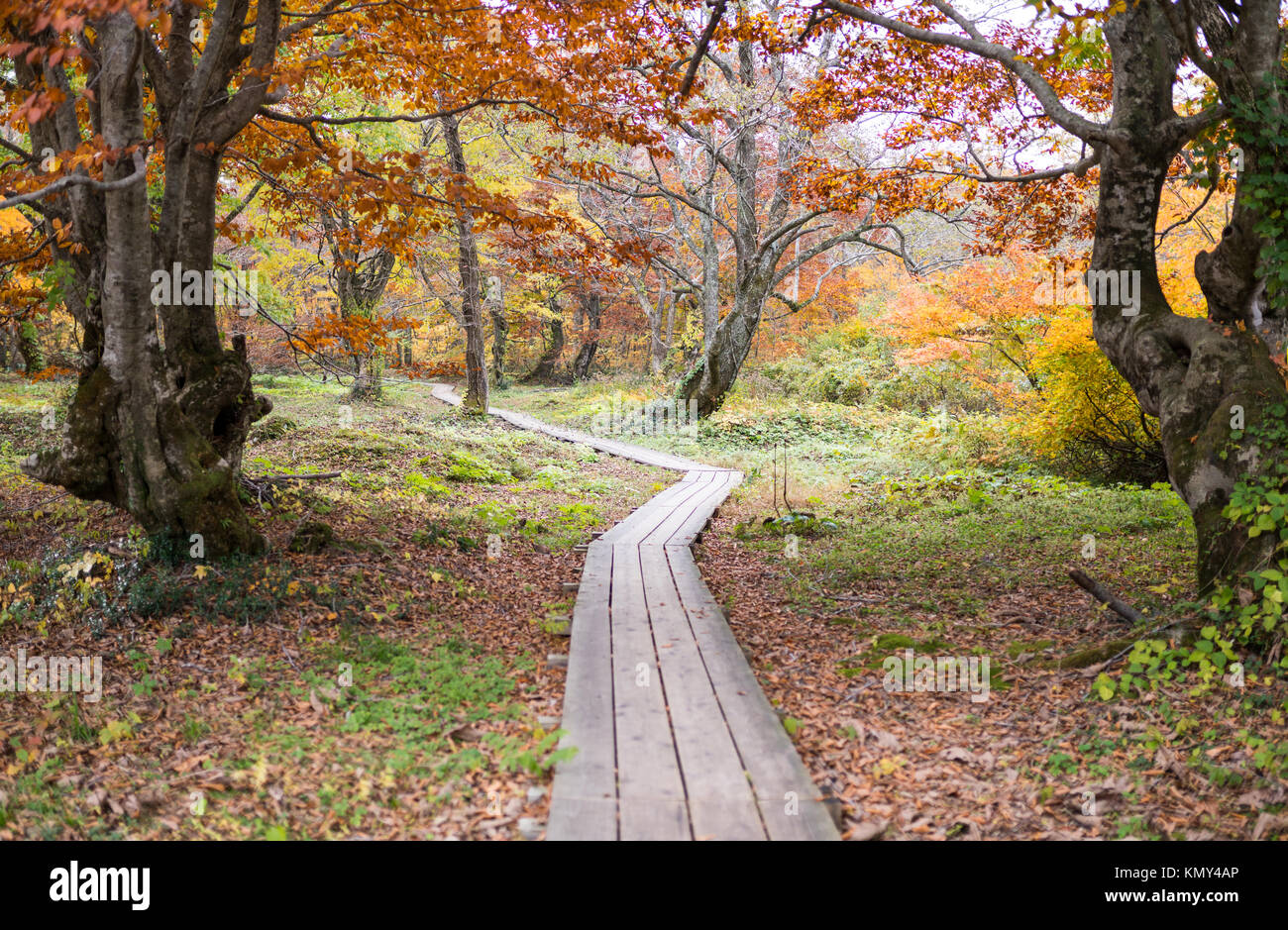 A wooden hiking path through a forest during the Fall Stock Photo - Alamy