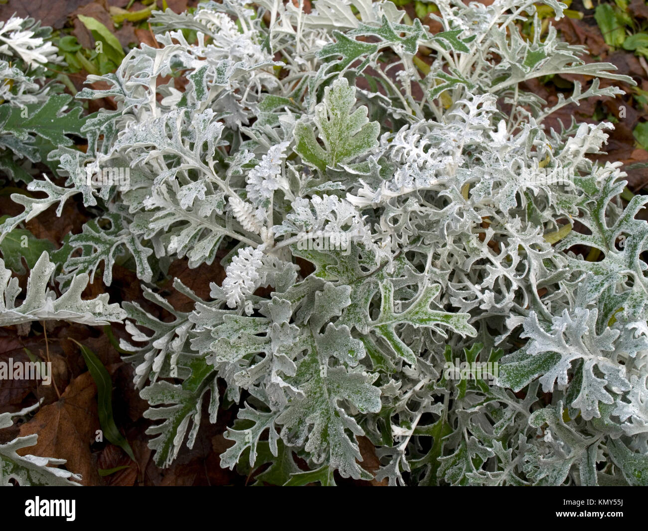 Senecio cineraria "Silver Dust" shrub in late autumn Stock Photo - Alamy