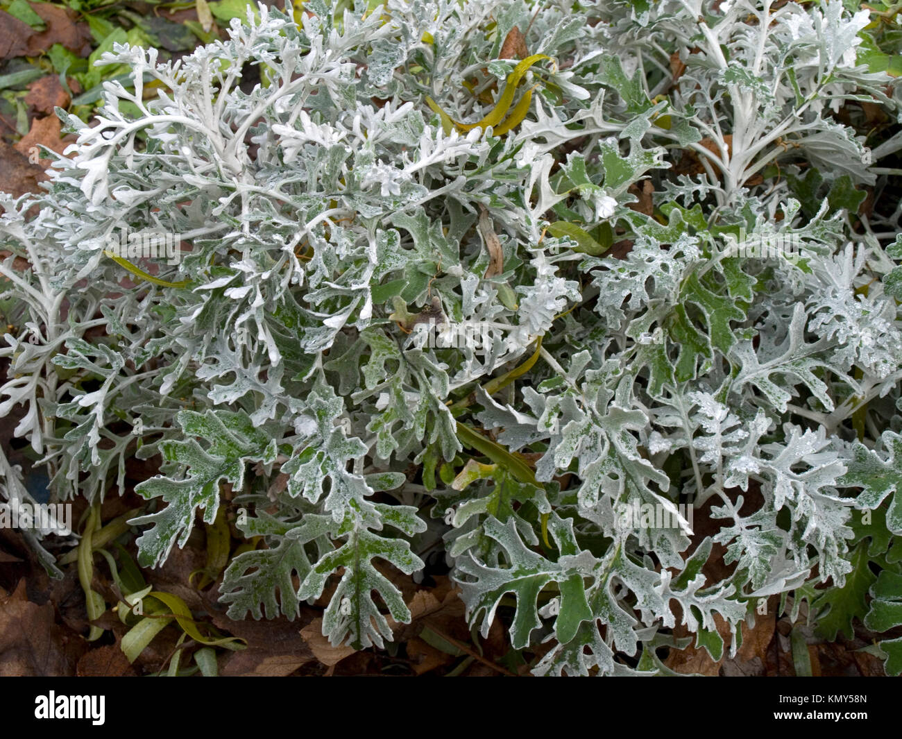 Senecio cineraria "Silver Dust" shrub in late autumn Stock Photo - Alamy