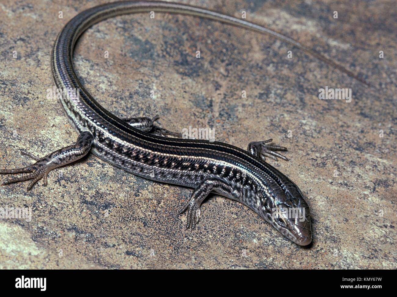 Insect Under Rock High Resolution Stock Photography and Images - Alamy