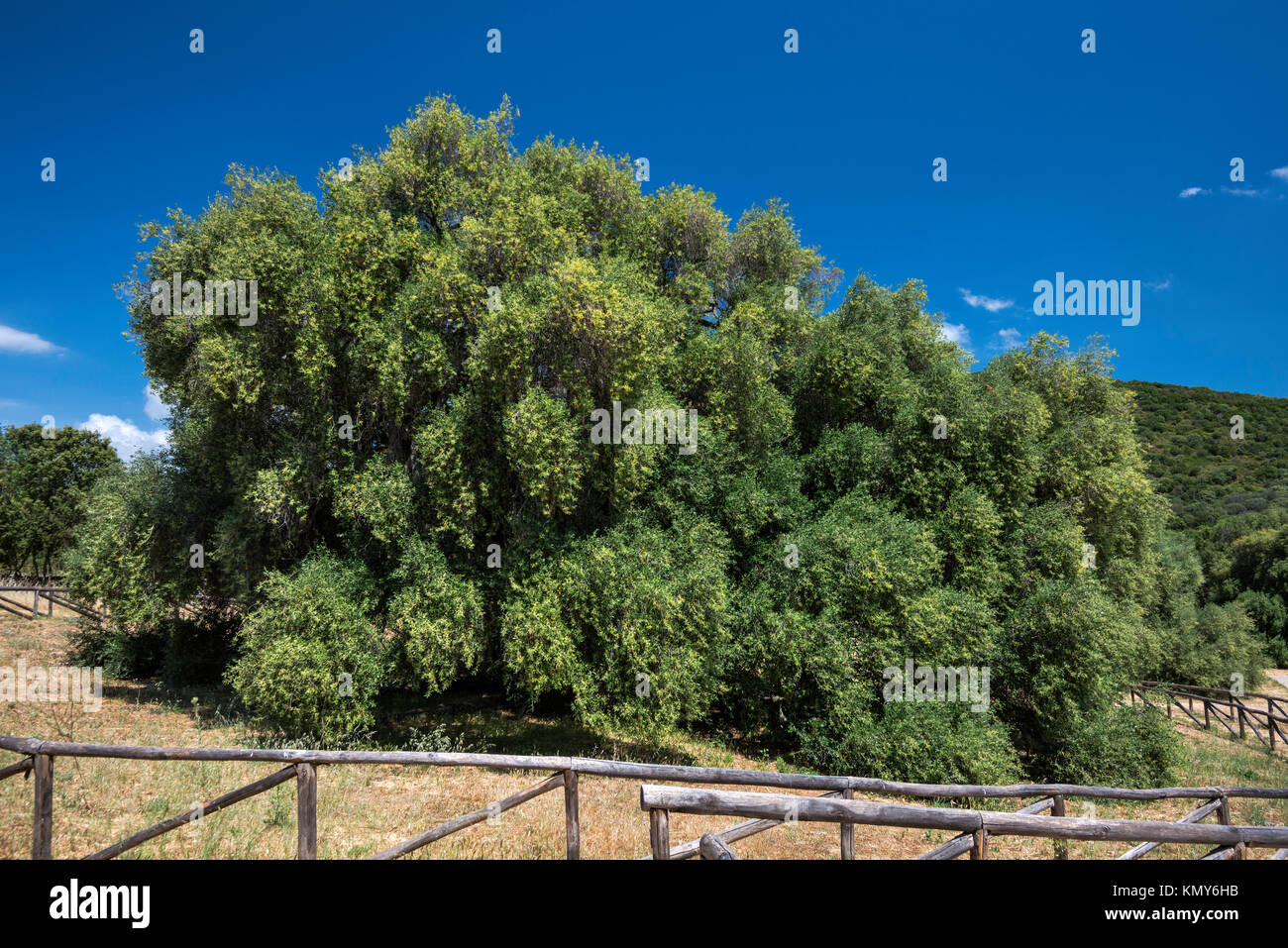 Ancient, between 3800 and 4000 years old, olive tree at Olivastri ...