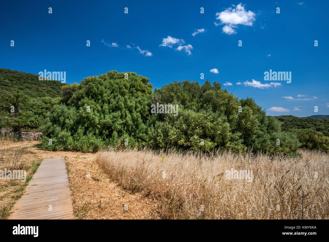 Ancient, 2000 years old, olive tree at Olivastri Millenari preserve ...