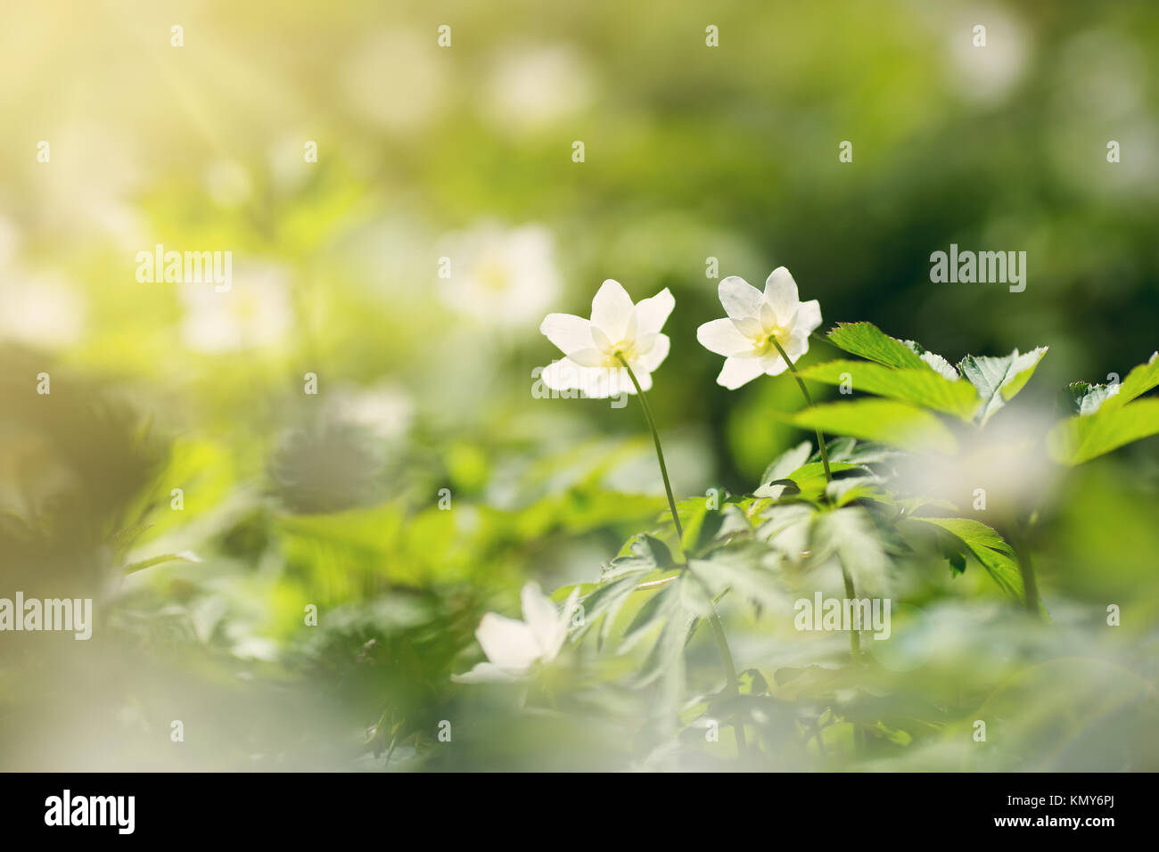 Wood with spring flowers Stock Photo - Alamy
