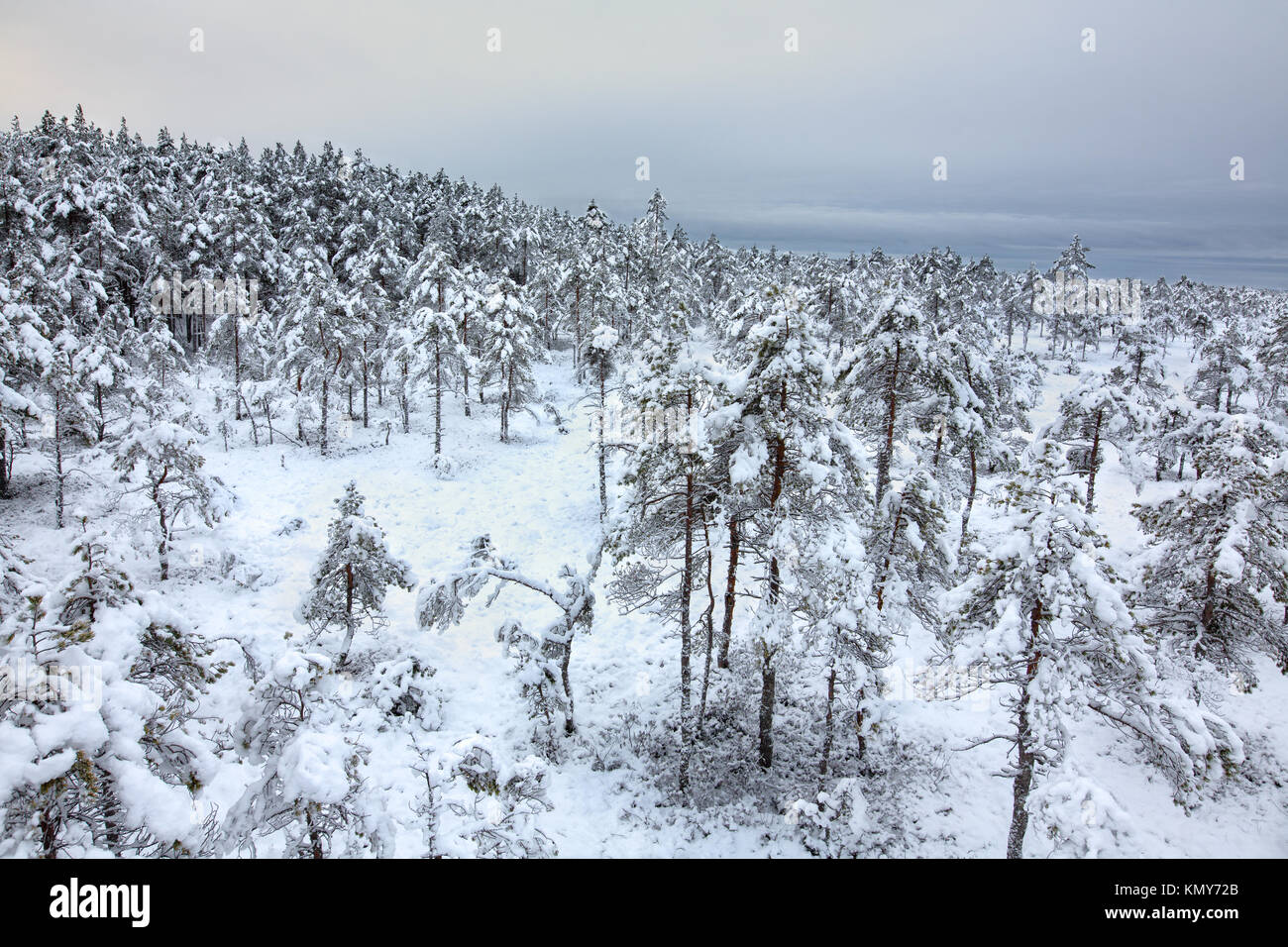 Tree tops frost cold hi-res stock photography and images - Alamy