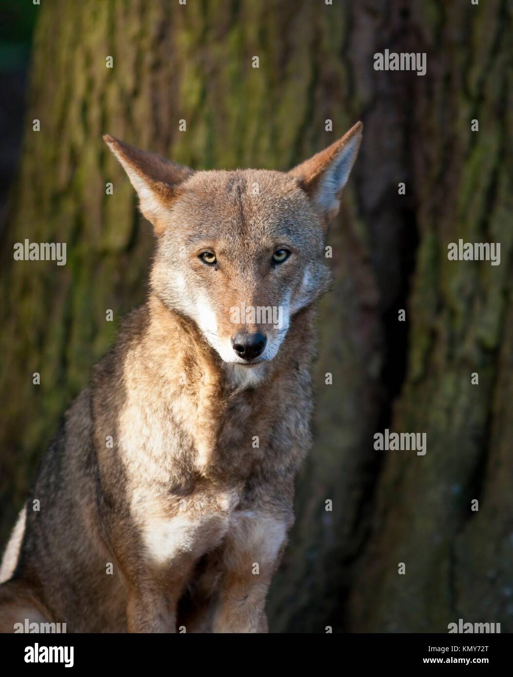 Red wolf in the wild hi-res stock photography and images - Alamy