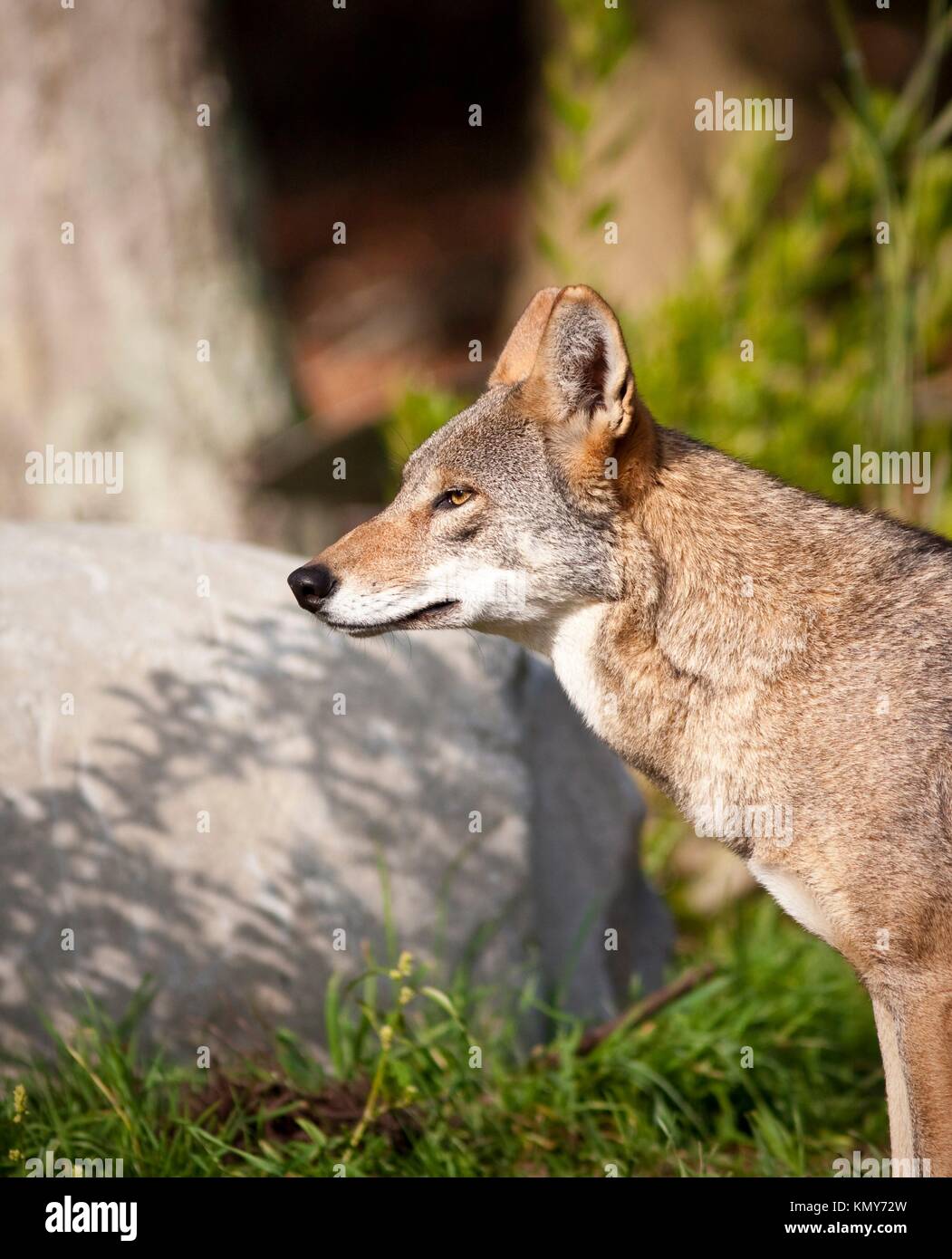 Red wolf in the wild hi-res stock photography and images - Alamy