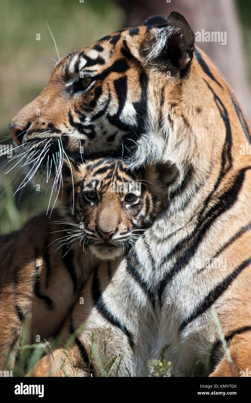 Baby tiger parent hi-res stock photography and images - Alamy