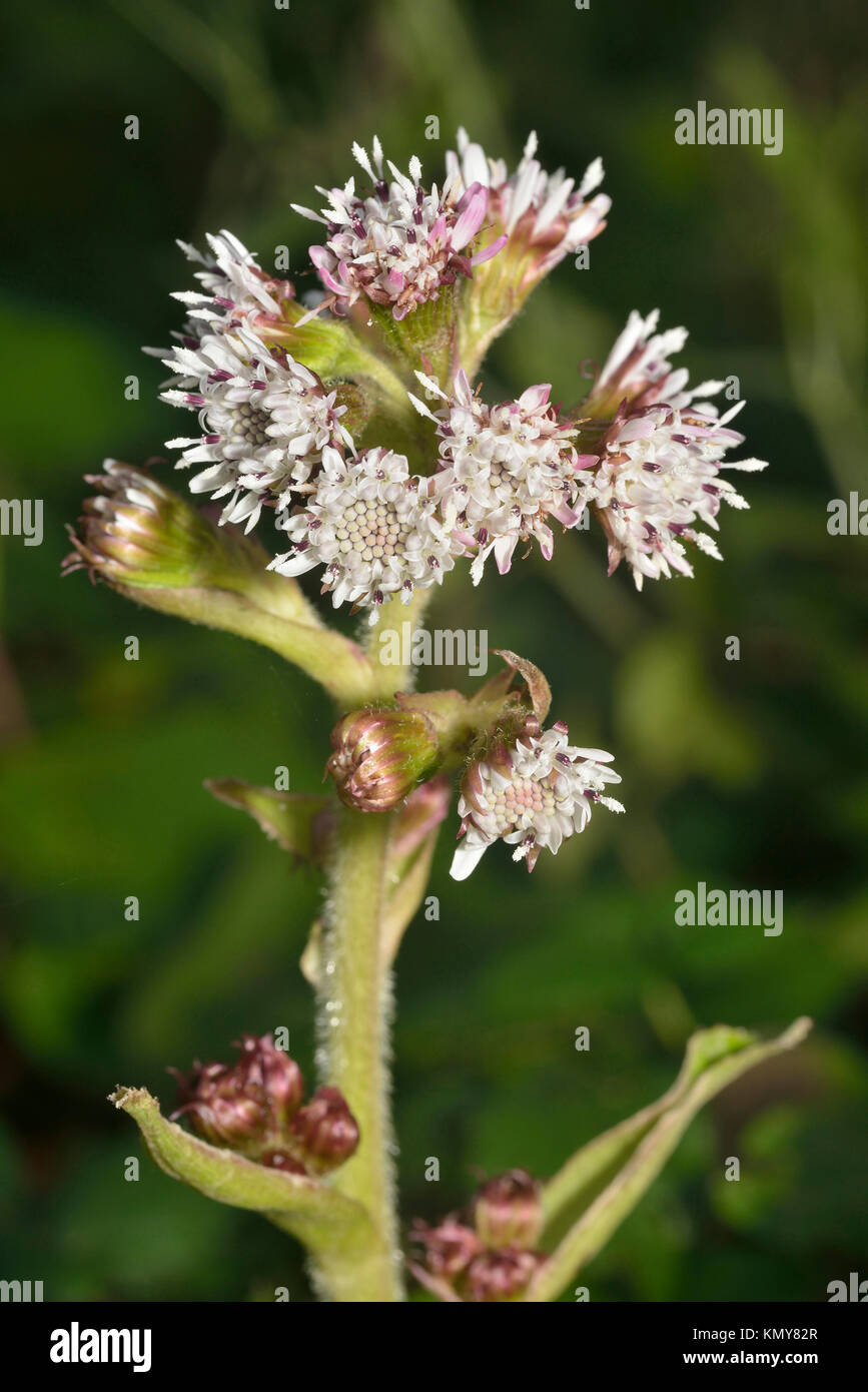 Winter Heliotrope - Petasites fragrans An invasive introduction from ...
