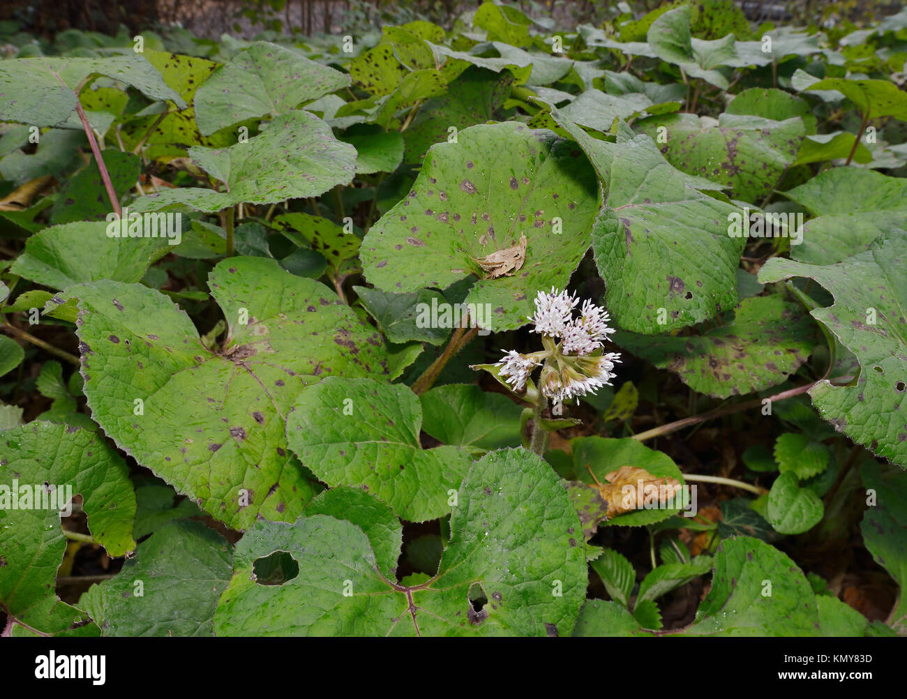 Winter Heliotrope - Petasites fragrans An invasive introduction from ...