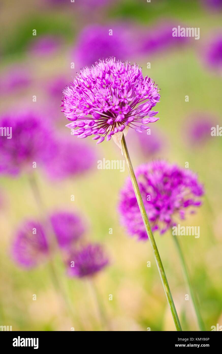 decorative garlic flowers under bright sunlight as natural backgrounds ...