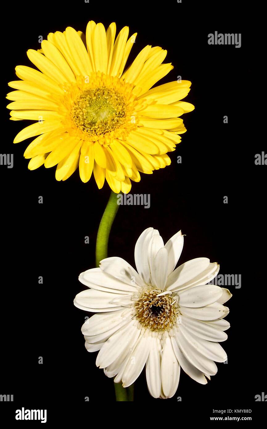 Indian flower garden hi-res stock photography and images - Alamy