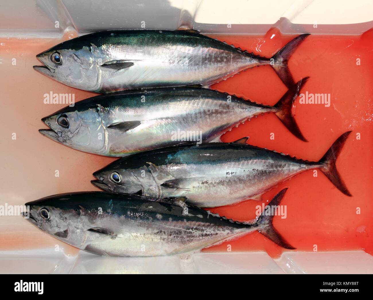 bloody bluefin four tuna fish Thunnus thynnus catch row Stock Photo - Alamy