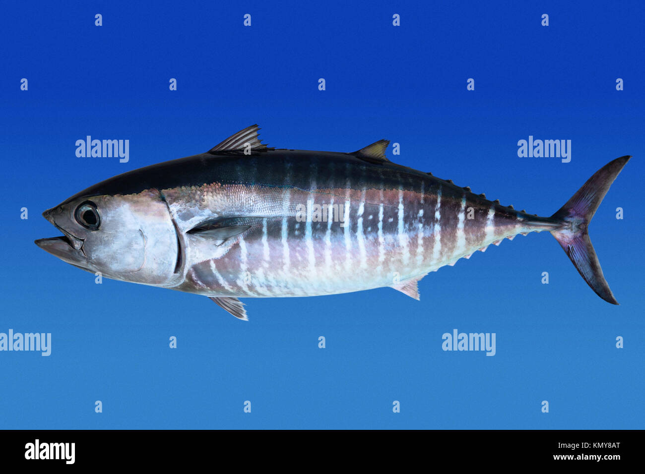 Thunnus thynnus sport fishing hi-res stock photography and images - Alamy