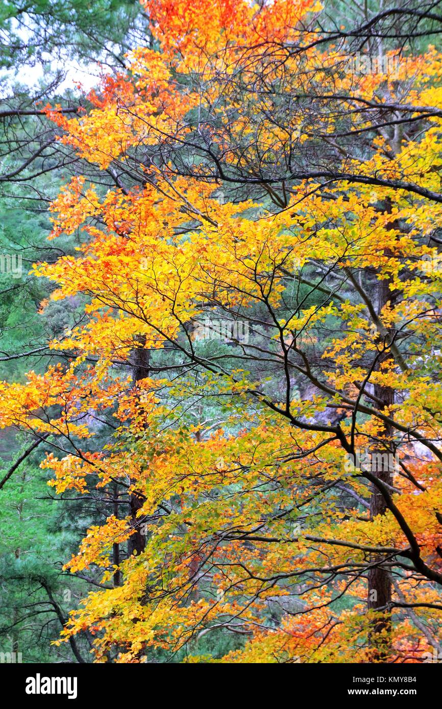 autumn fall colorful golden yellow leaves beech forest trees Stock ...