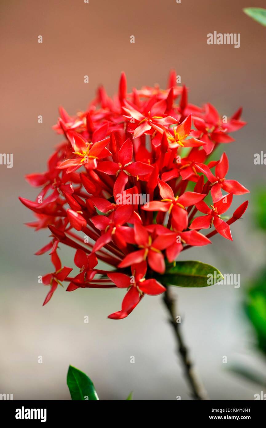 Red ixora coccinea jungle geranium hi-res stock photography and images ...