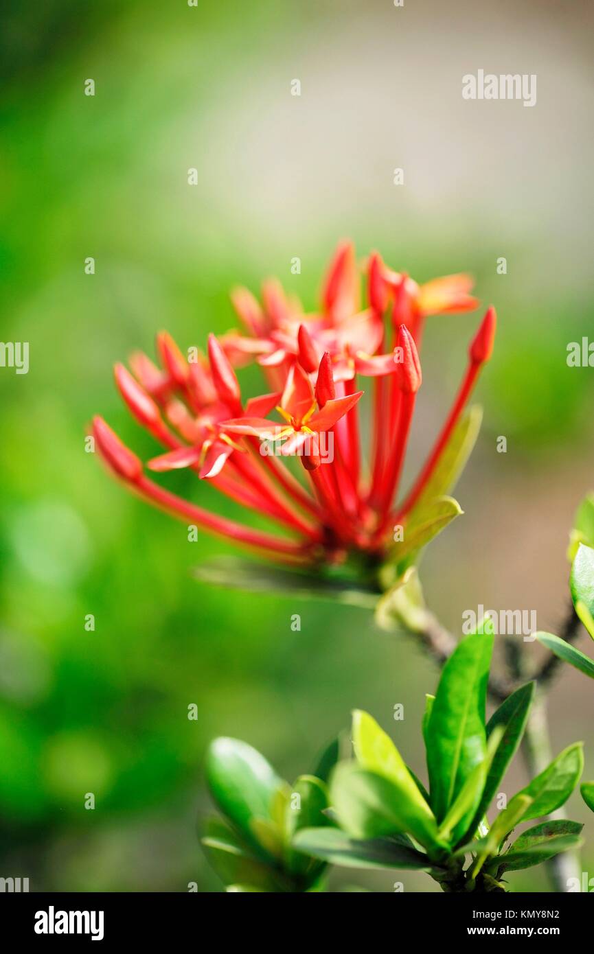 Jungle Flame Stock Photos & Jungle Flame Stock Images - Alamy