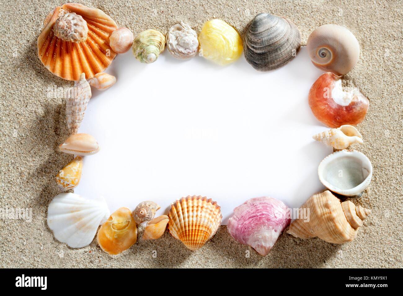 border summer shells frame composition over beach sand beach with blank ...