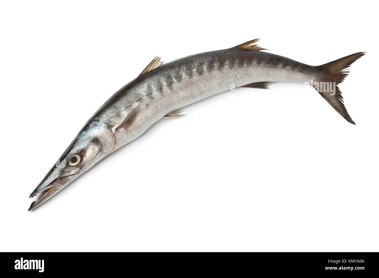 Whole barracuda hi-res stock photography and images - Alamy
