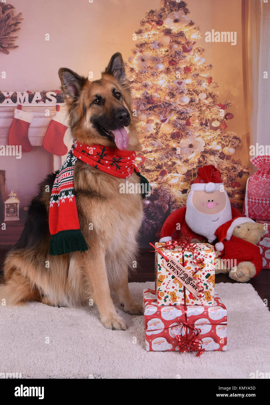 Bear waiting patiently hi-res stock photography and images - Alamy