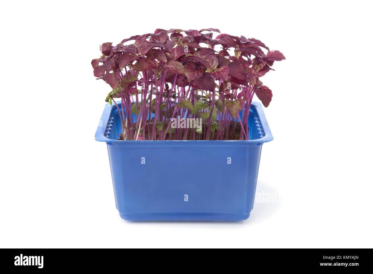 Perilla Purple Shiso High Resolution Stock Photography and Images - Alamy