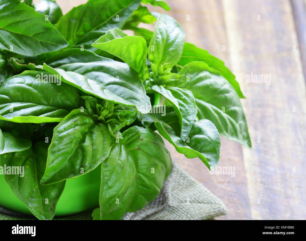 fresh green fragrant basil Stock Photo - Alamy