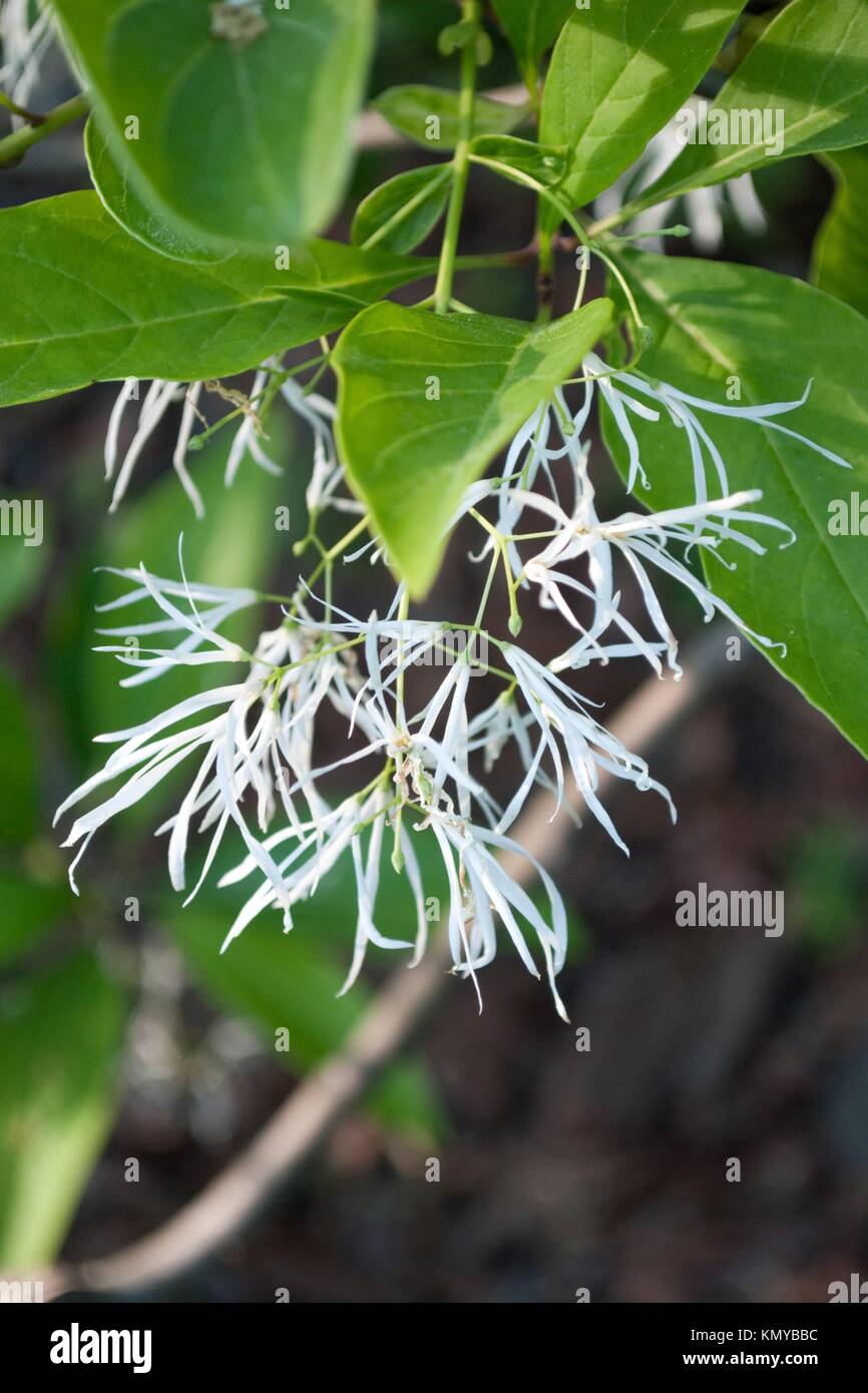Fringe flower plant hi-res stock photography and images - Alamy
