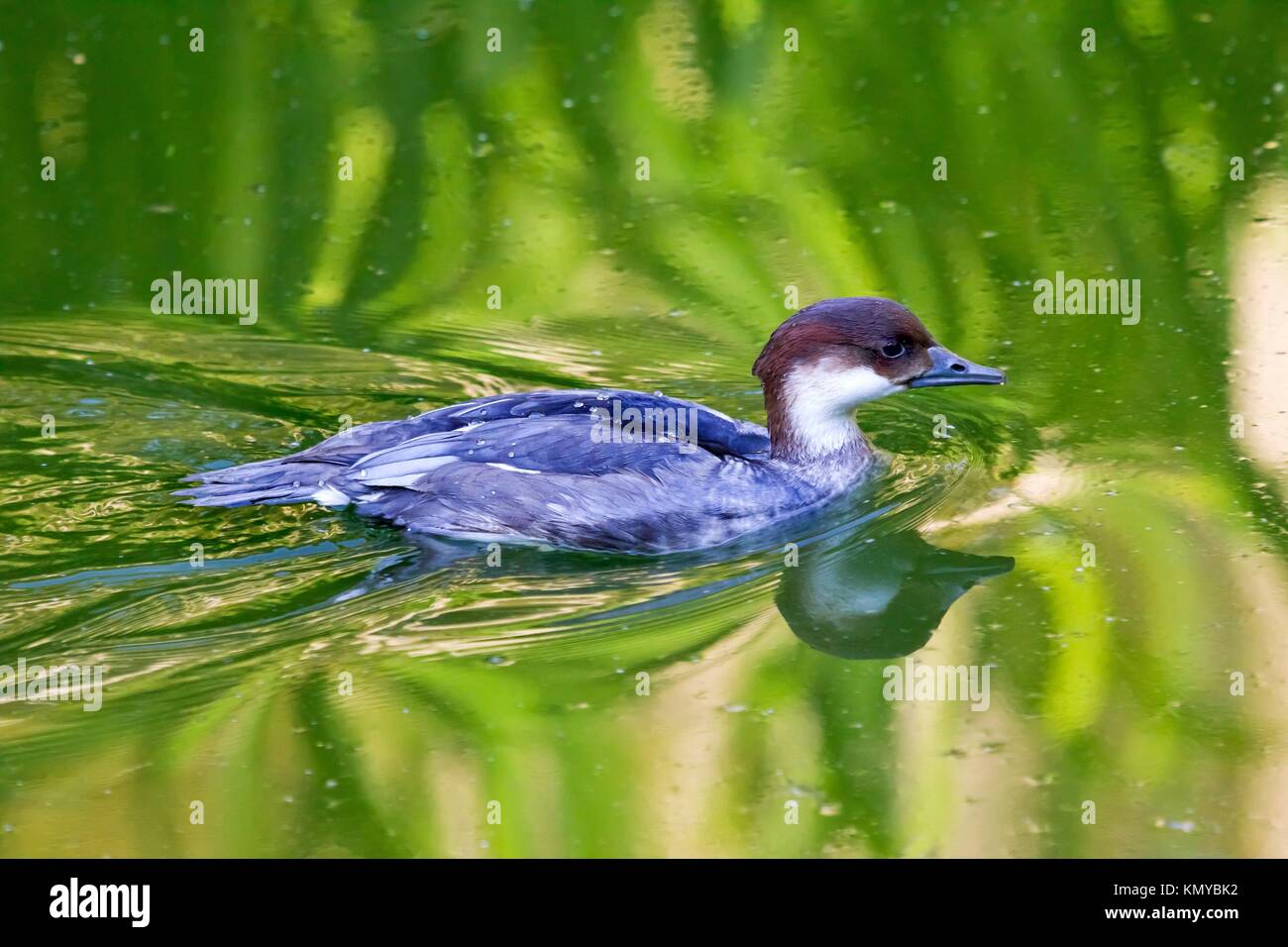 Female Smew Duck Swimming with Reflection Close Up Mergellus Albellus ...