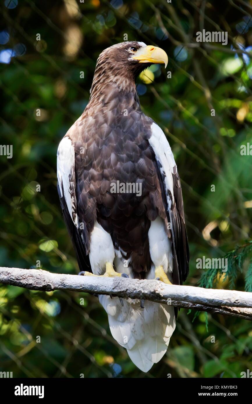 Stellar Sea Eagle High Resolution Stock Photography and Images - Alamy