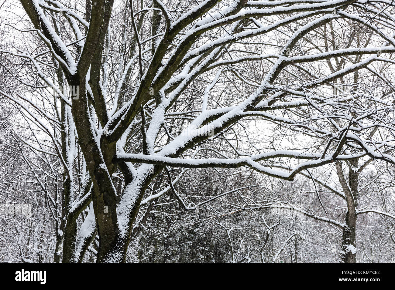 beautiful winter trees branches with snow. winter nature backgrounds ...