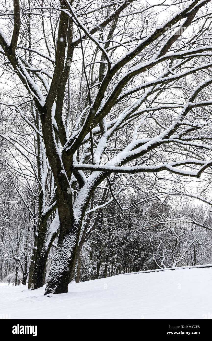old maple tree covered with snow at wintertime. winter trees landscape ...