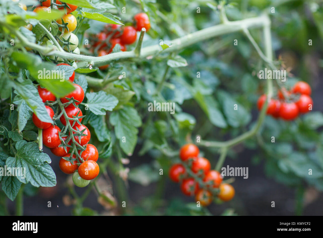 Cherry tomatoes in the garden Stock Photo - Alamy