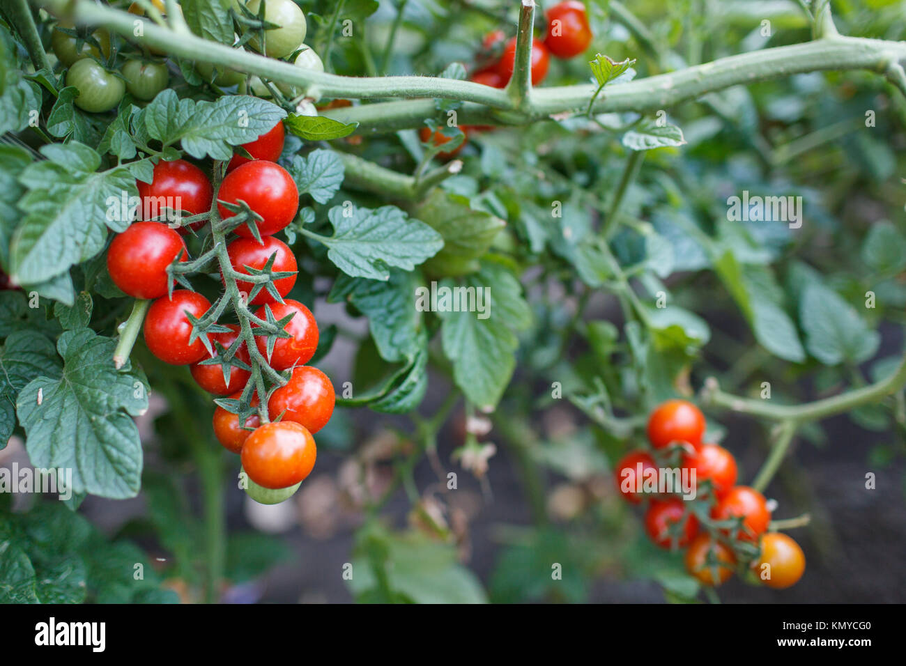 Cherry tomatoes in the garden Stock Photo - Alamy