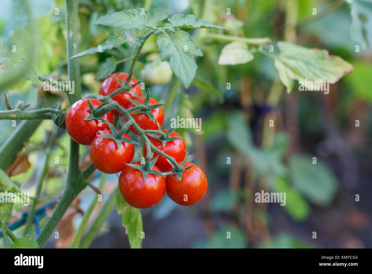 Cherry tomatoes in the garden Stock Photo - Alamy