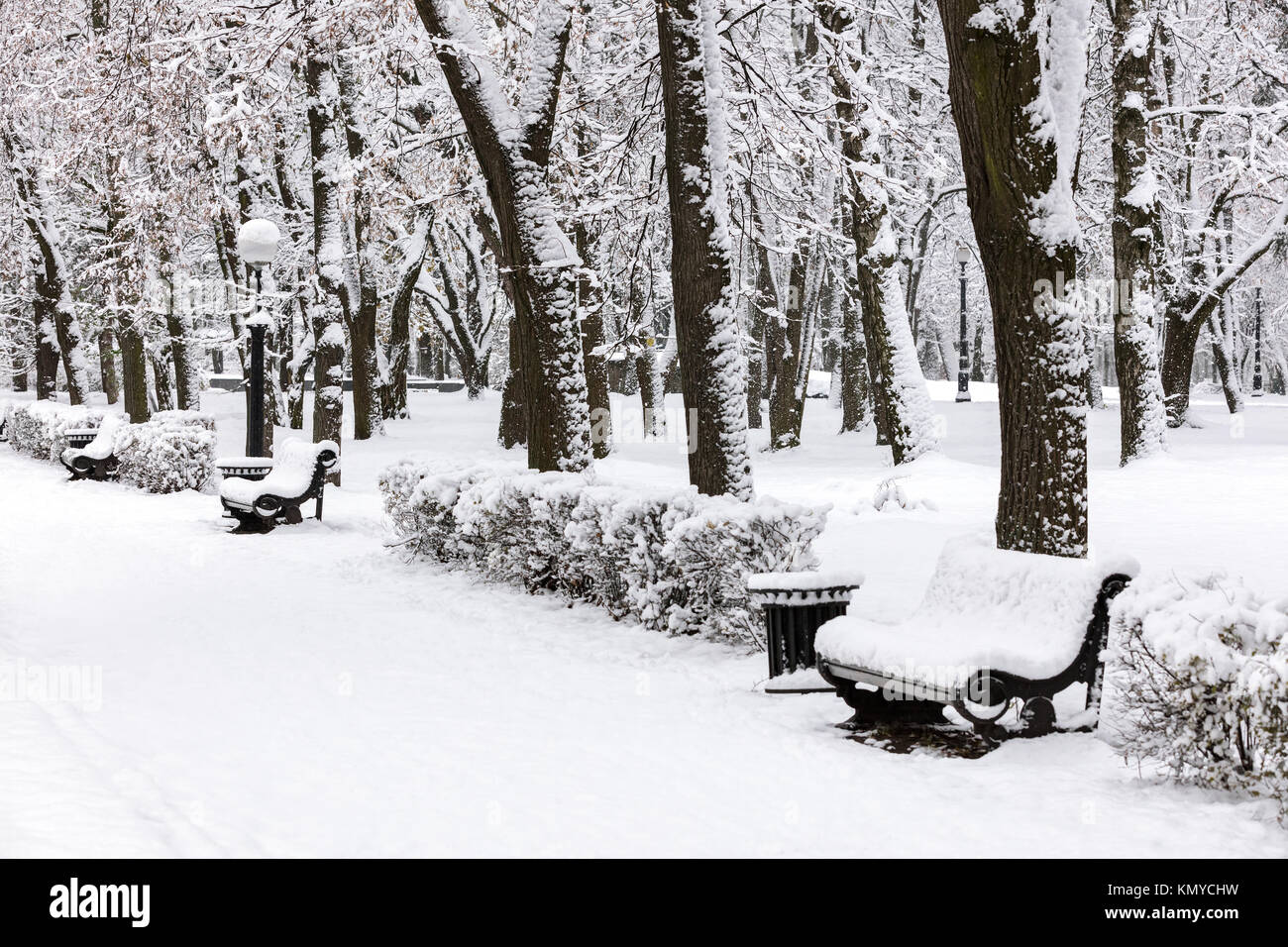 snowy benches and bushes under frosty trees in winter park after ...
