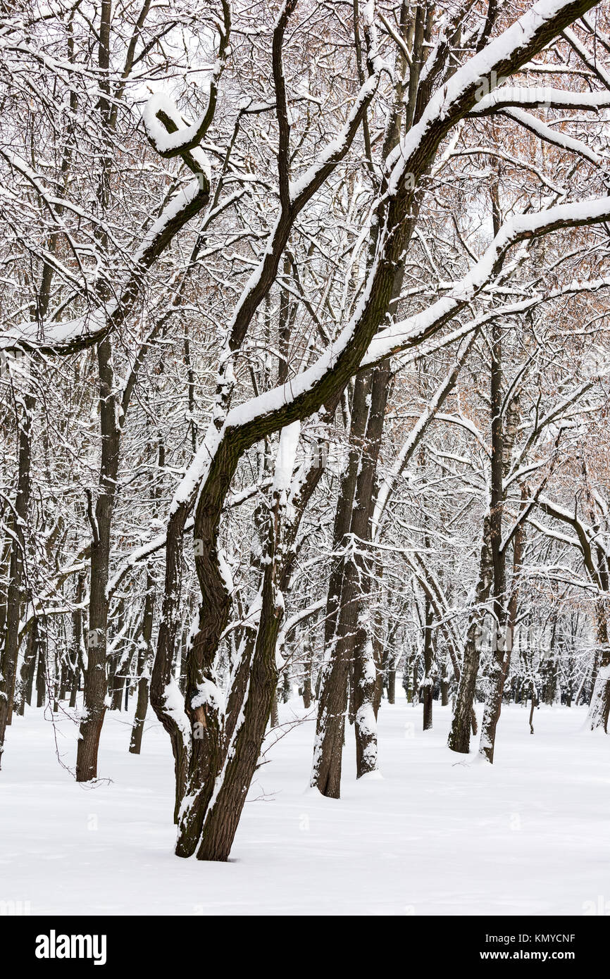 old deciduous trees covered with snow in winter park. winter landscape ...